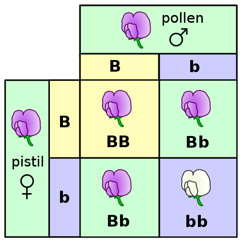 Pea Flowers and Genetic Heritability | Genetic Direction