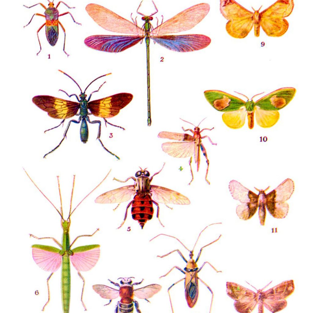 Are Bugs The Protein Of The Future? | Genetic Direction